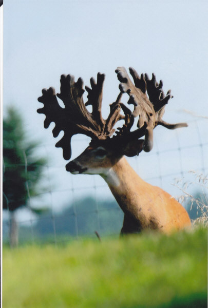 Dove hunting, come in for rest and relaxation!